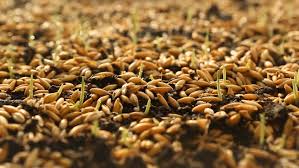 Family Beer | HACER CERVEZA ARTESANA